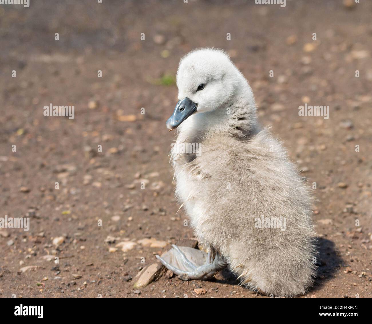 Cygnet relaxing in the sun hi-res stock photography and images - Alamy