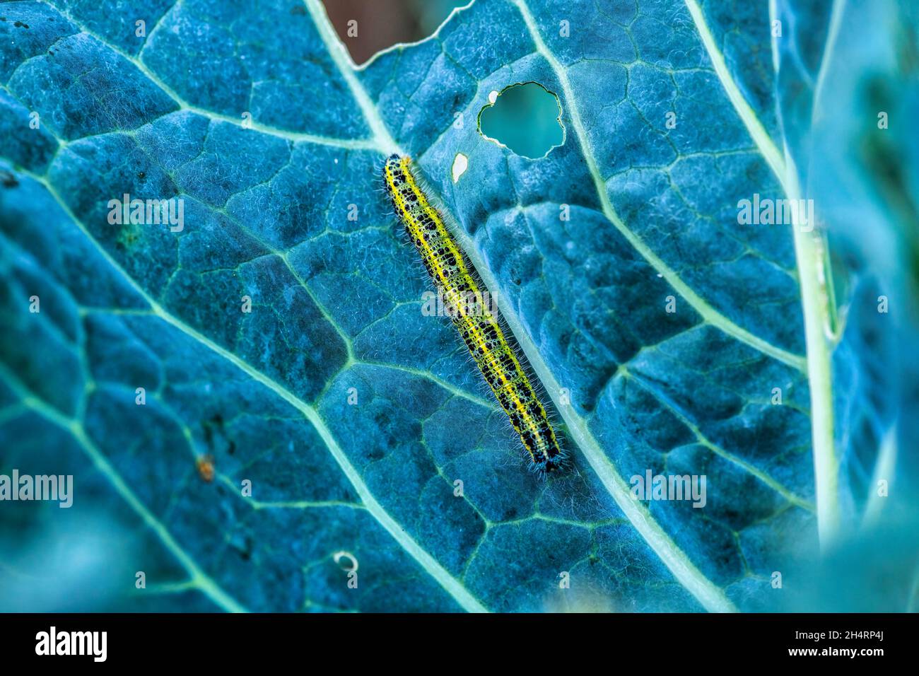 Cabbage white butterfly caterpillar hi-res stock photography and images ...