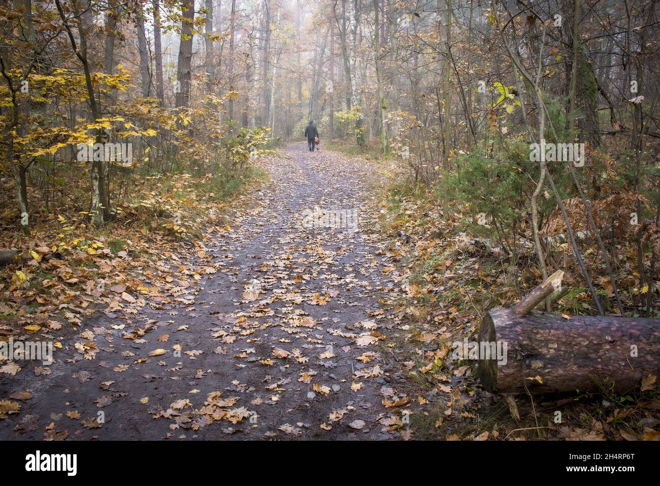 Pathway in a forest covered in dried leaves and fog in autumn in the ...