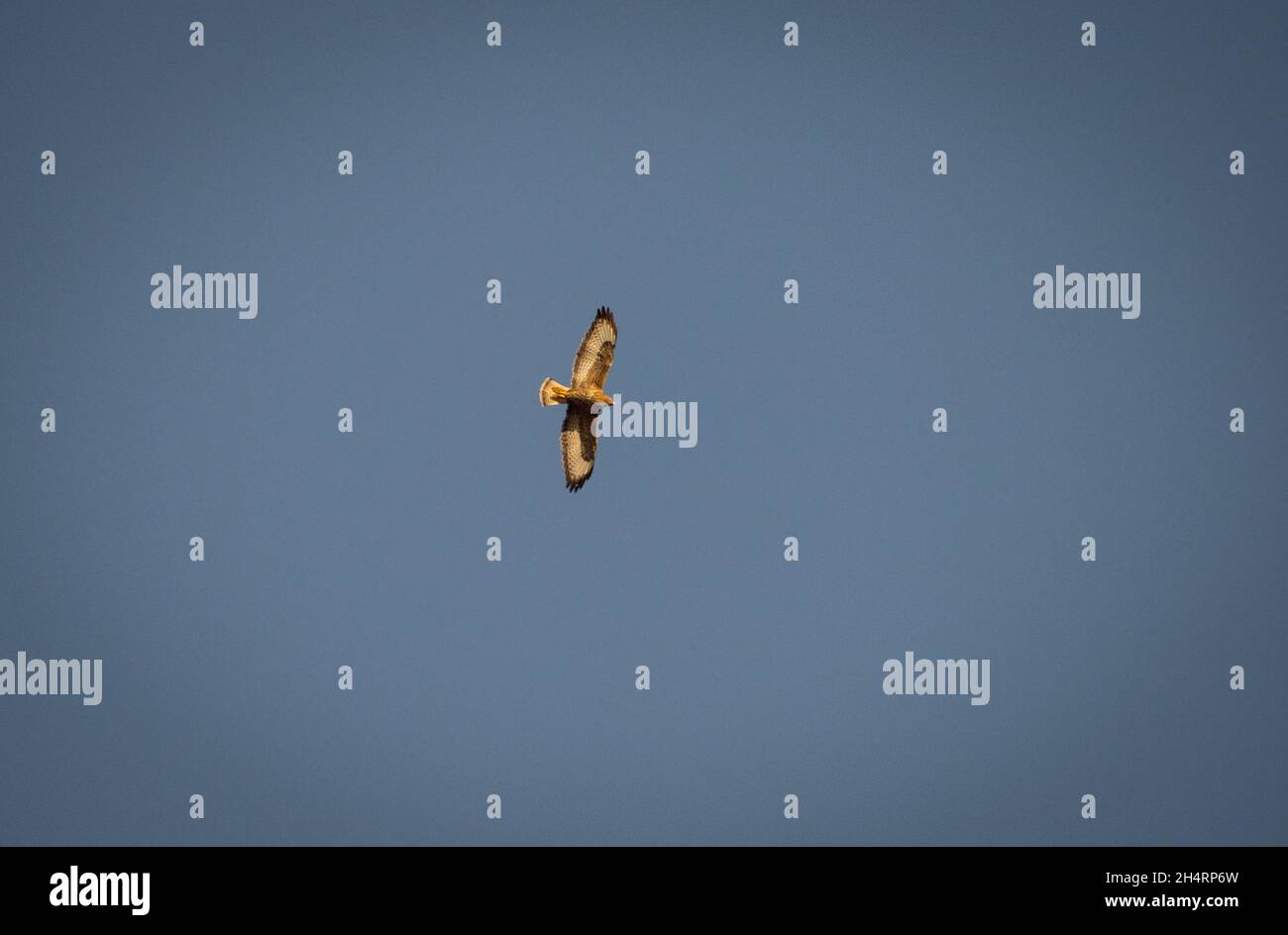 A common buzzard flying above us in jena at autumn, copy space Stock ...
