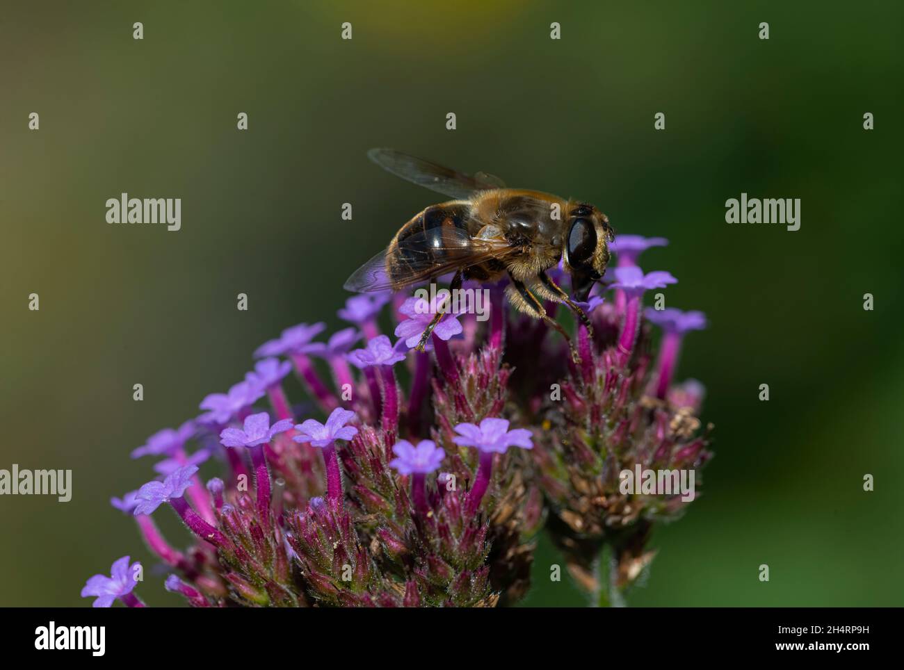 Insect feeding on verbena plant Stock Photo - Alamy
