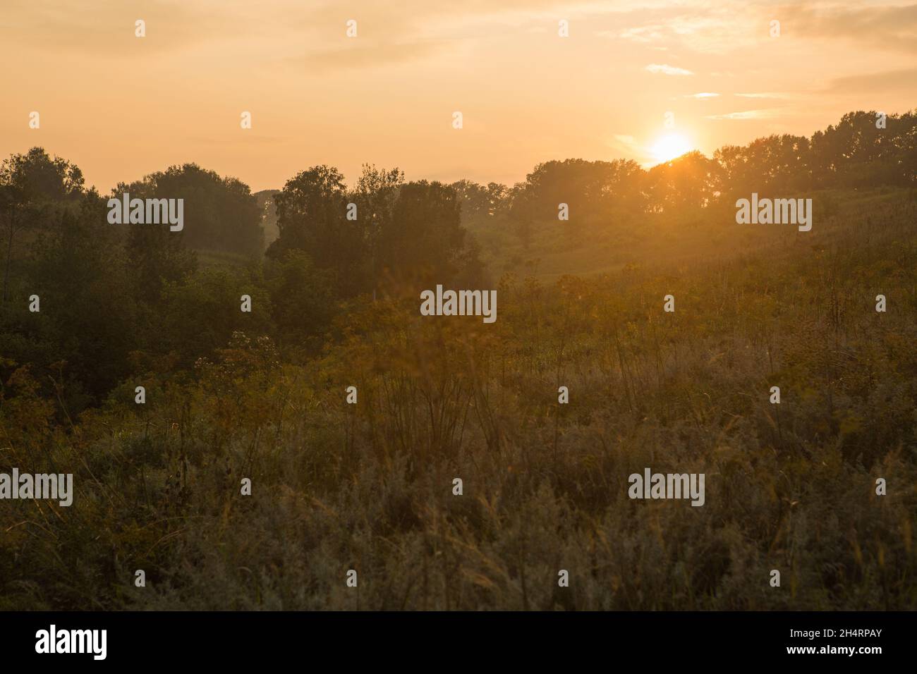 Sunset Or Sunrise In Forest Landscape. Sun Sunshine With Natural ...