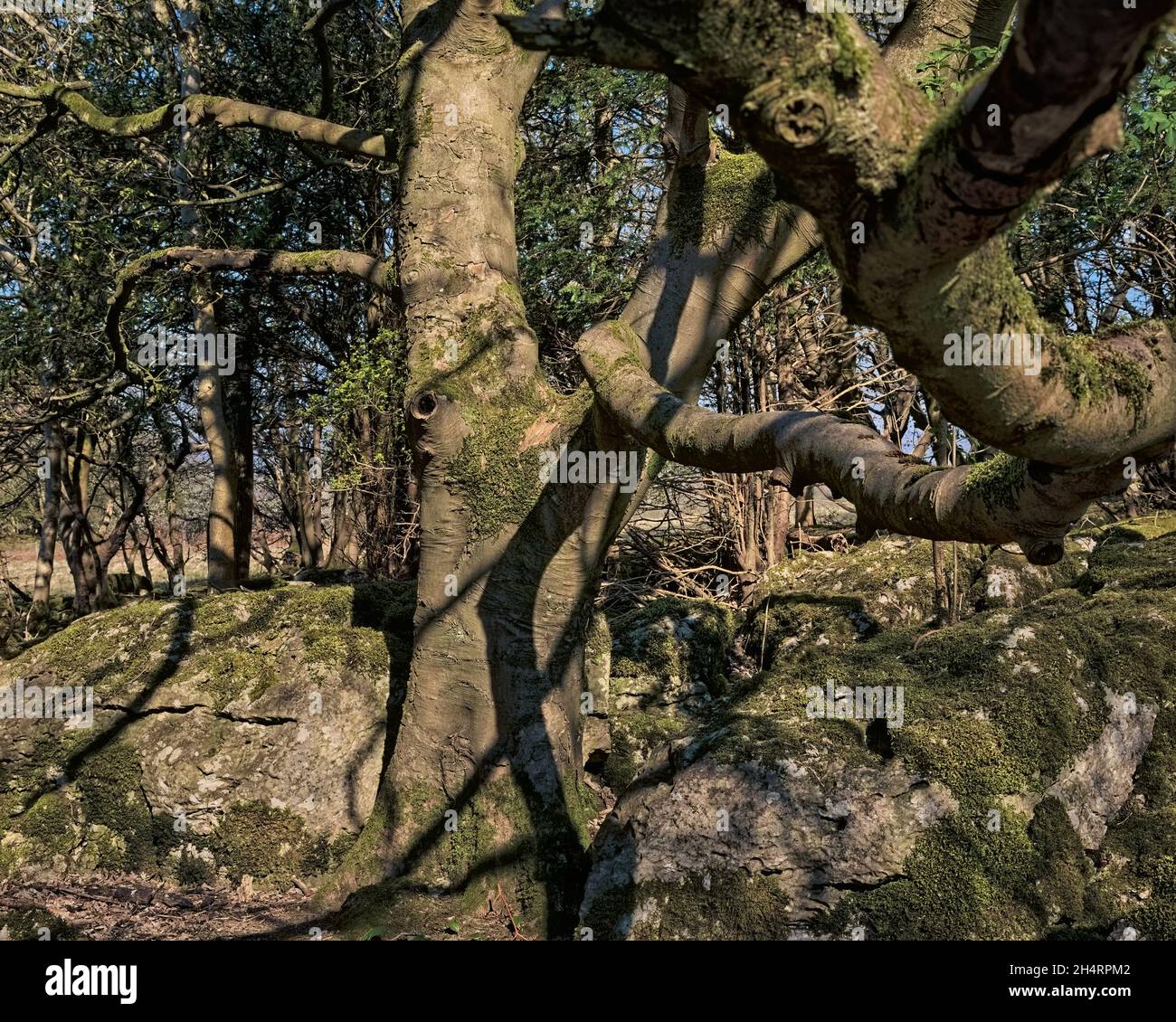 The Unsettling Tree With A Long Reach, Yealand Hall Allotment Stock ...