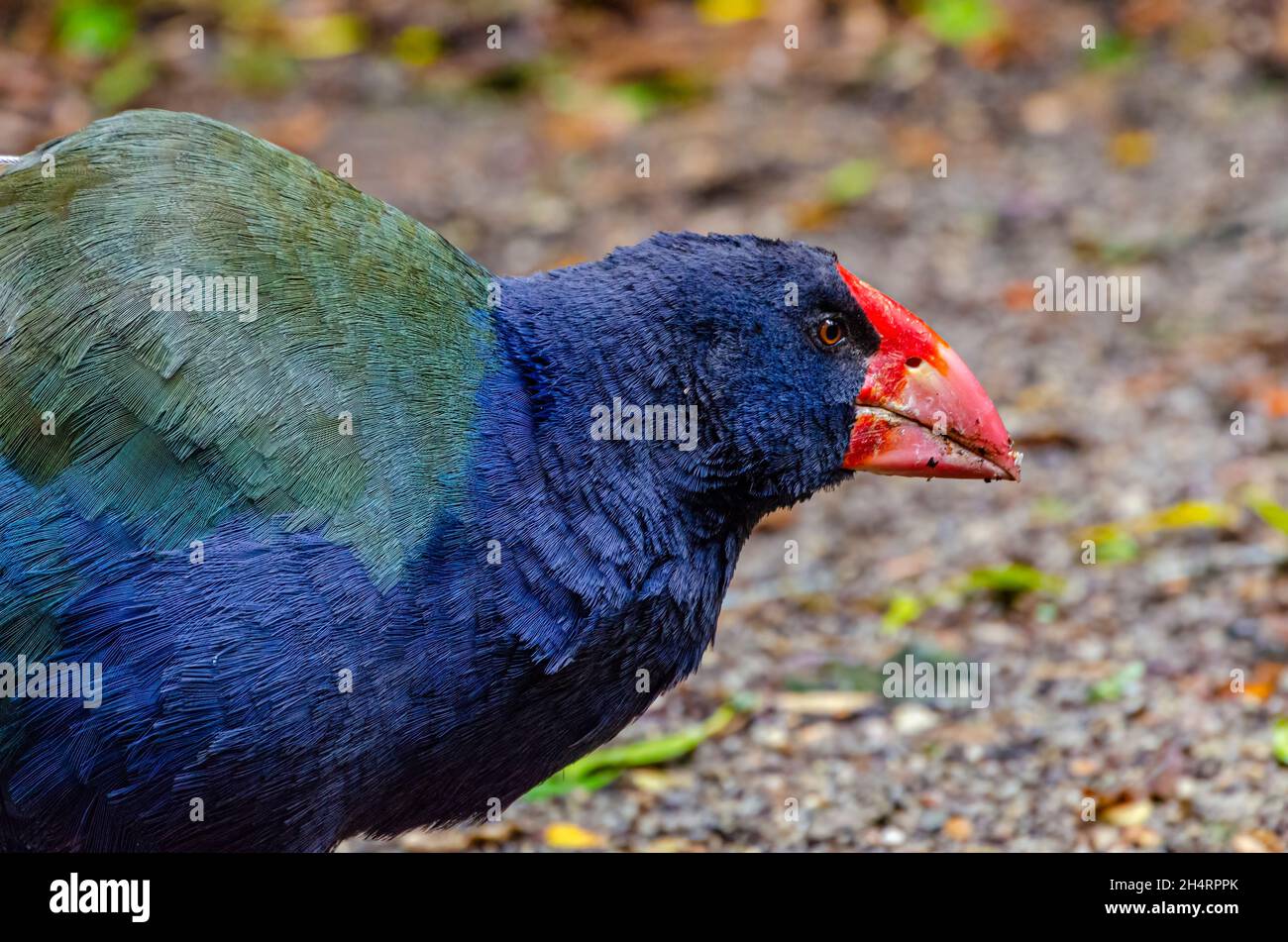 Takahe native new zealand hi-res stock photography and images - Alamy