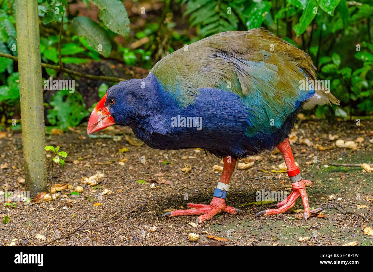Takahe, North Island, New Zealand Stock Photo - Alamy
