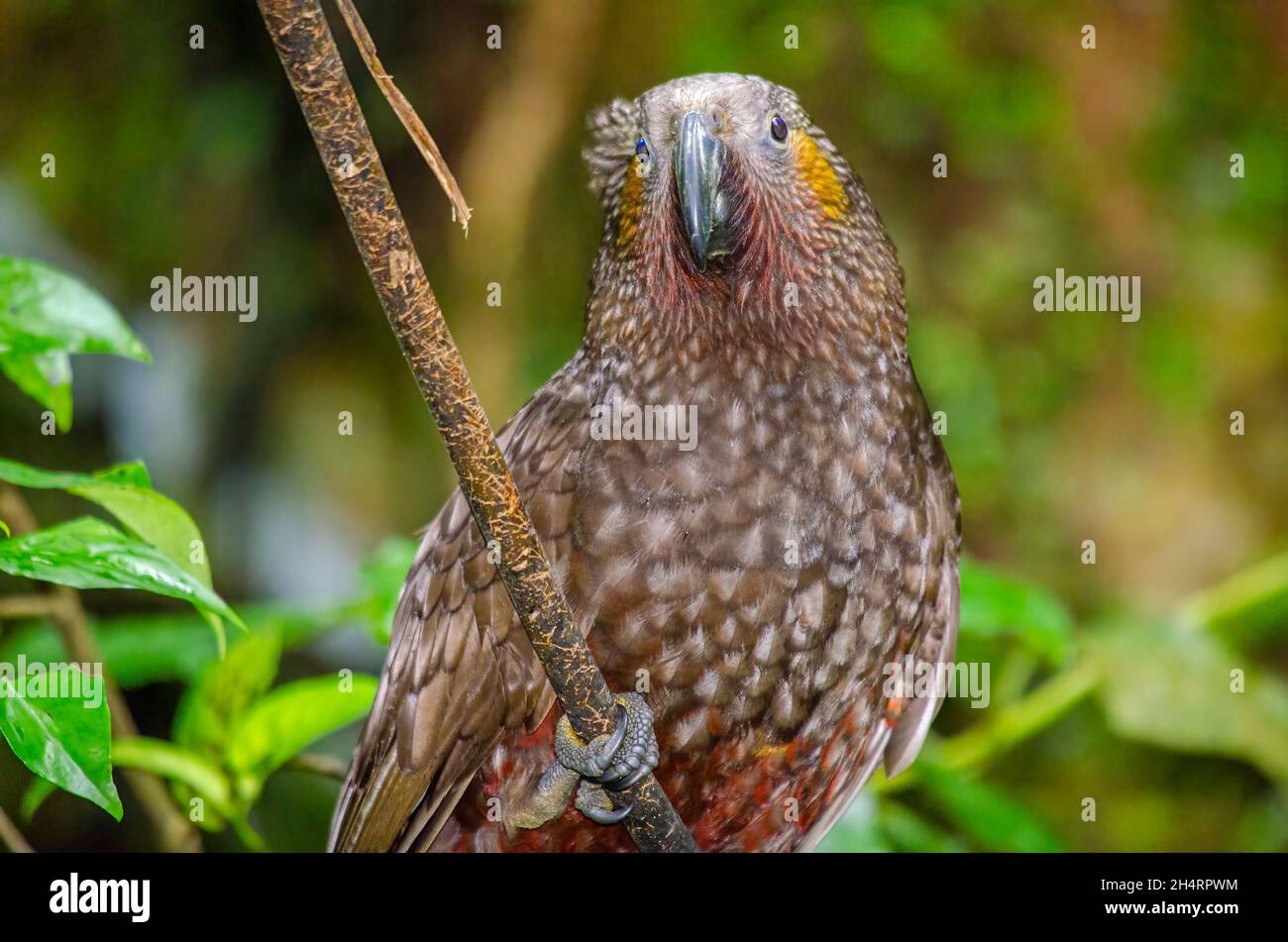 Red Kaka Beak High Resolution Stock Photography and Images - Alamy
