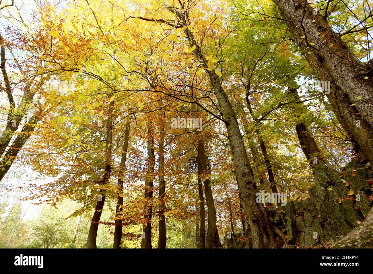 Beautiful shot high trees hi-res stock photography and images - Alamy