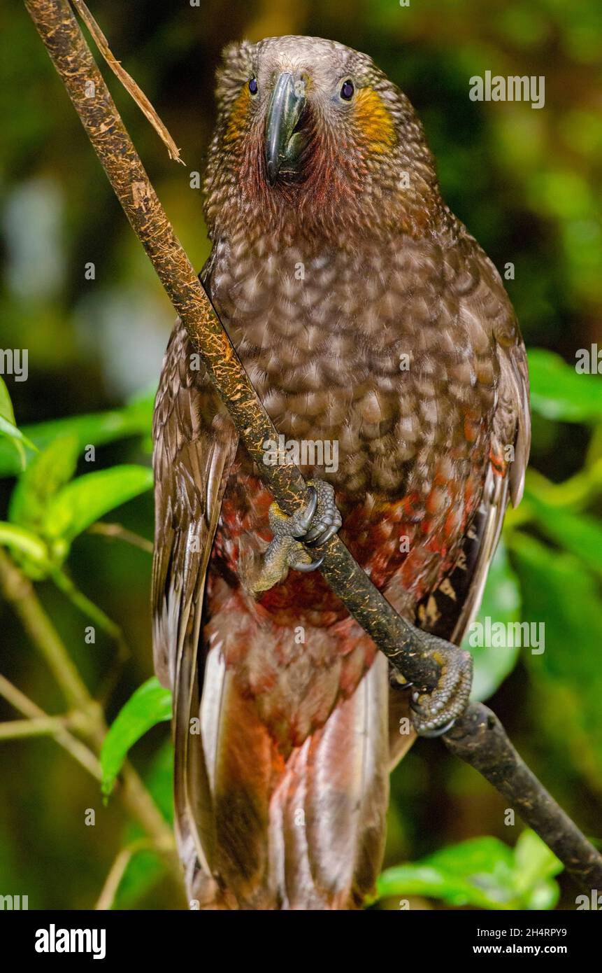 Red Kaka Beak High Resolution Stock Photography and Images - Alamy