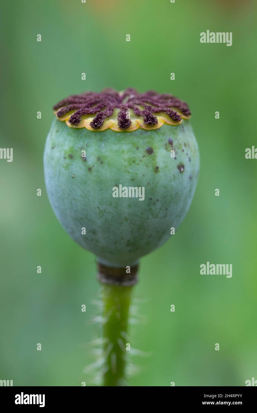 Klatsch-Mohn, Samen, Samenkapsel, Kapsel, Frucht, Mohnkapsel ...