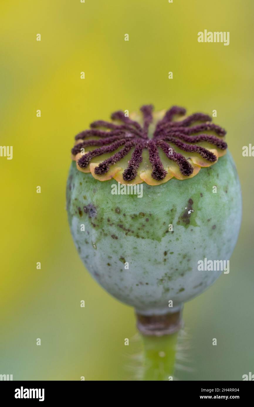 Poppy fruit hi-res stock photography and images - Alamy