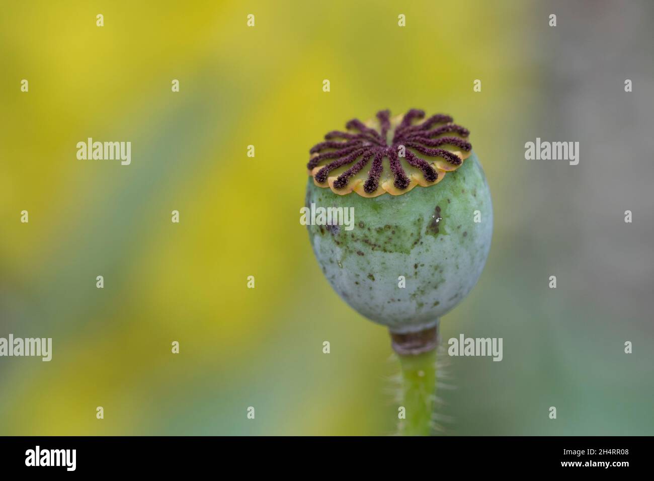 Poppy fruit hi-res stock photography and images - Alamy