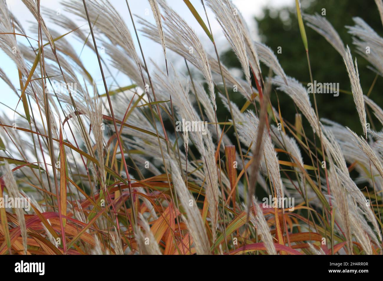Perennial bunchgrass hi-res stock photography and images - Alamy