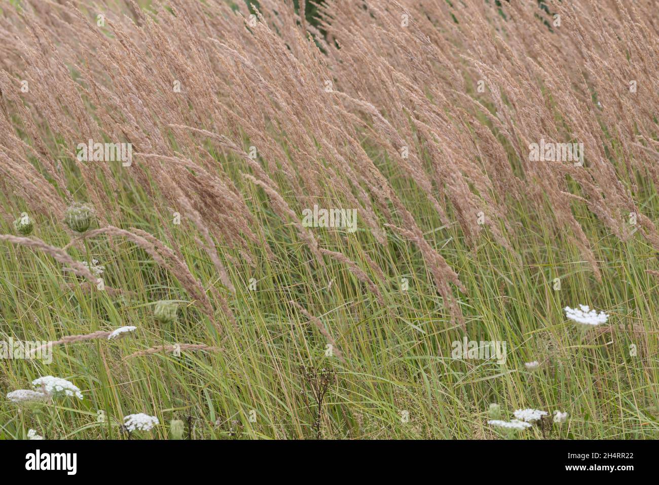 Land-Reitgras, Landreitgras, Wald-Schilf, Sand-Reitgras, Calamagrostis ...
