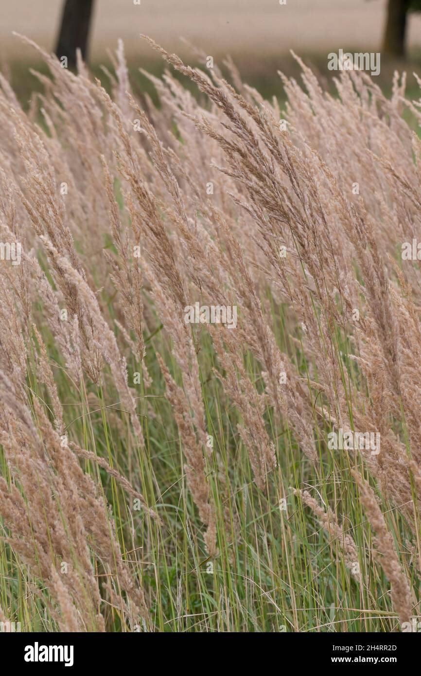 Land-Reitgras, Landreitgras, Wald-Schilf, Sand-Reitgras, Calamagrostis ...