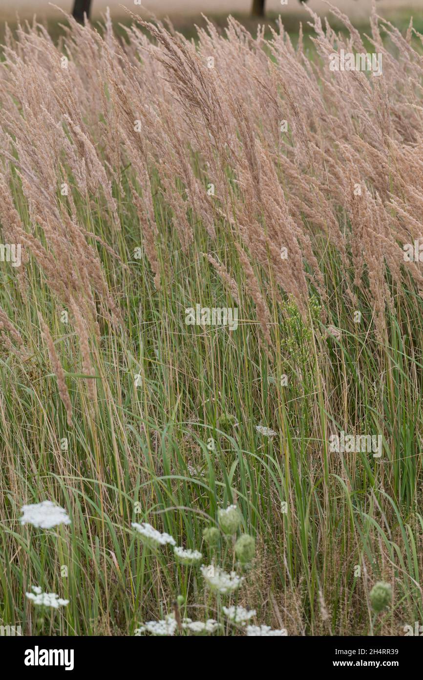 Land-Reitgras, Landreitgras, Wald-Schilf, Sand-Reitgras, Calamagrostis ...