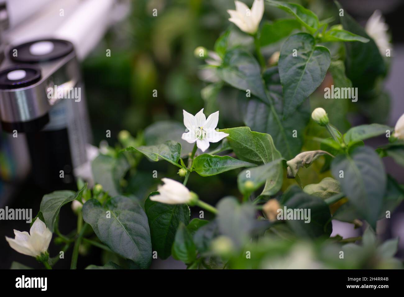 Hatch Green Chile plants are pictured growing in the Advanced Plant ...