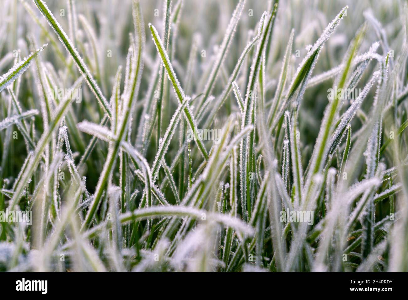White frosted grassland hi-res stock photography and images - Alamy