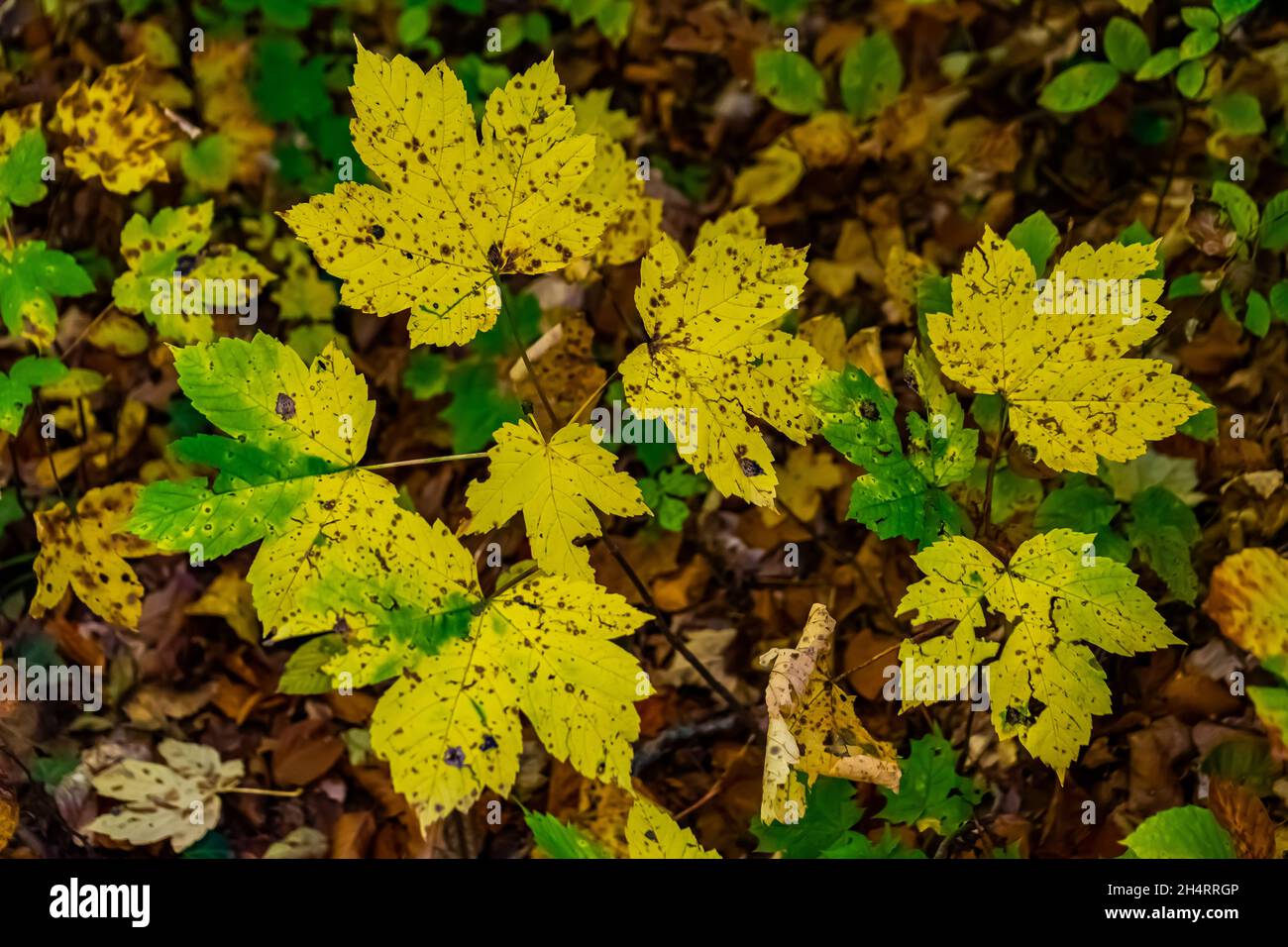 Strong colors hi-res stock photography and images - Alamy