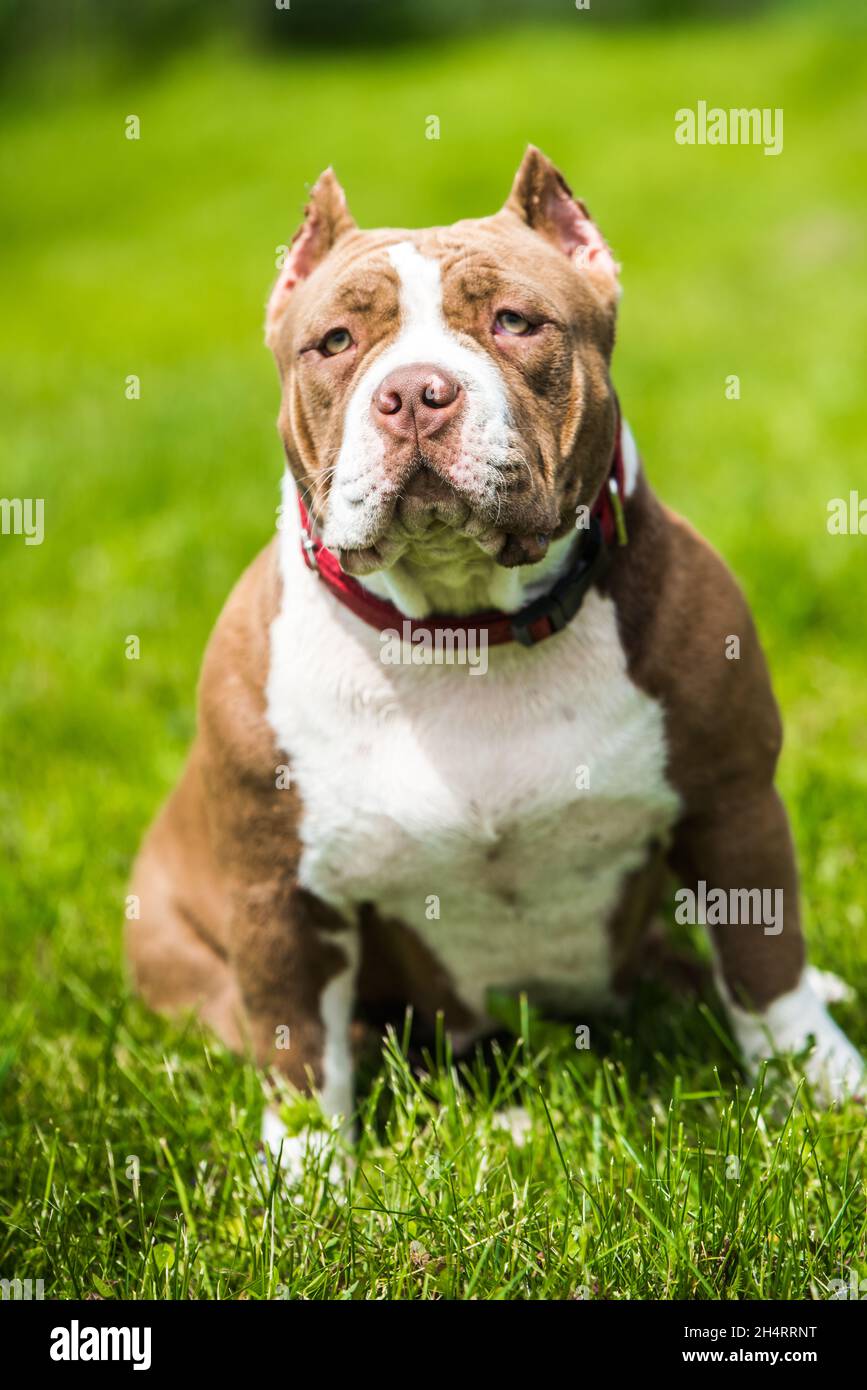 Chocolate brown color American Bully puppy dog is on green grass ...