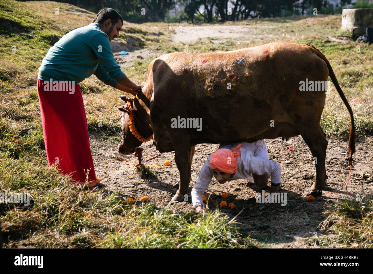 Kathmandu, Nepal. 04th Nov, 2021. A Hindu devotee crawls under a cow ...