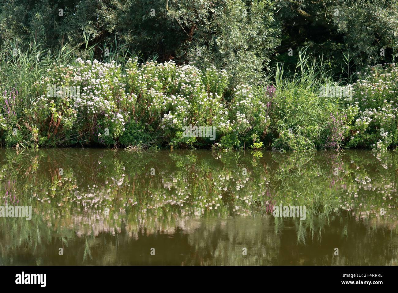 Willow swamp forest, Netherlands Stock Photo - Alamy