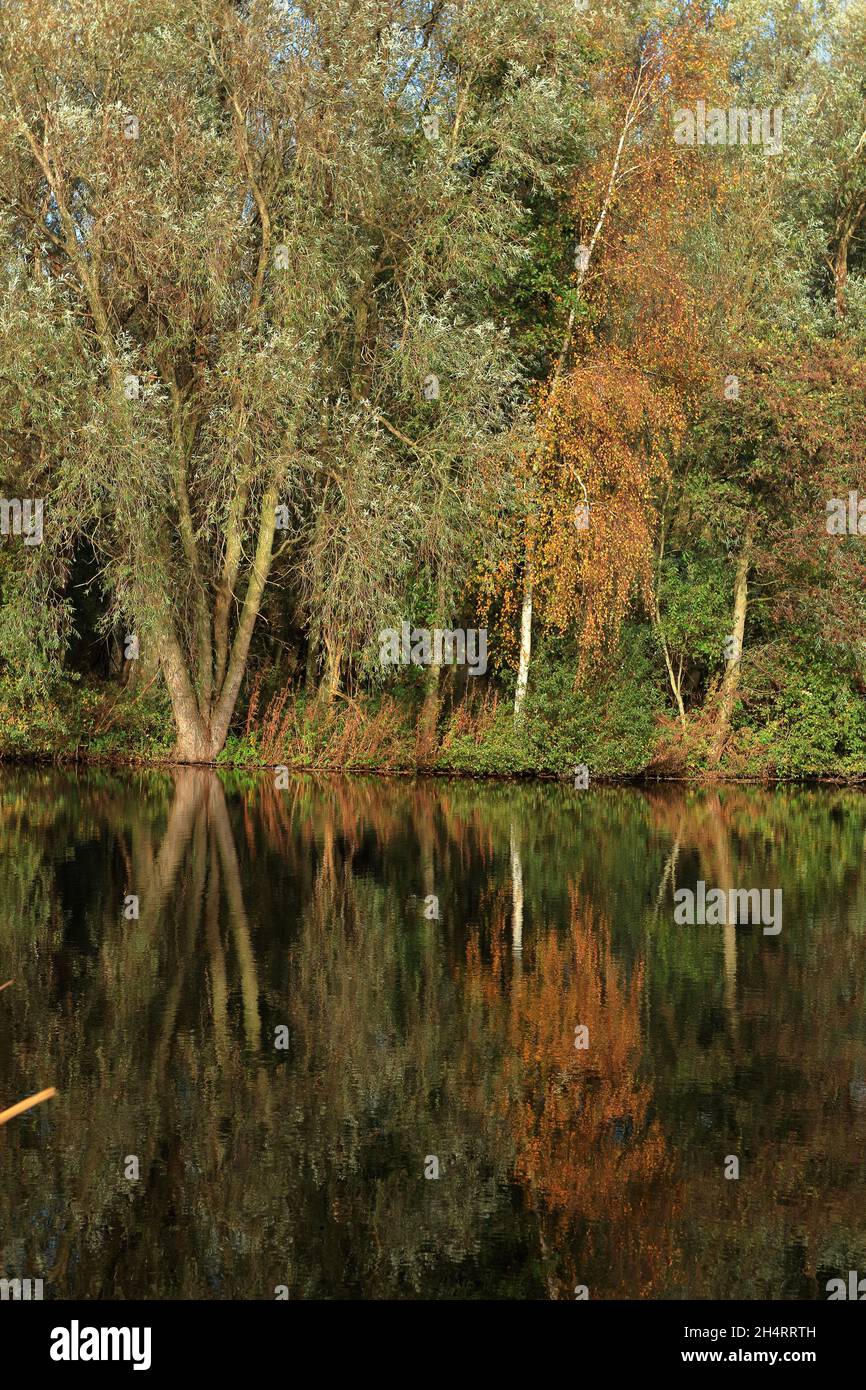 Willow swamp forest, Netherlands Stock Photo - Alamy