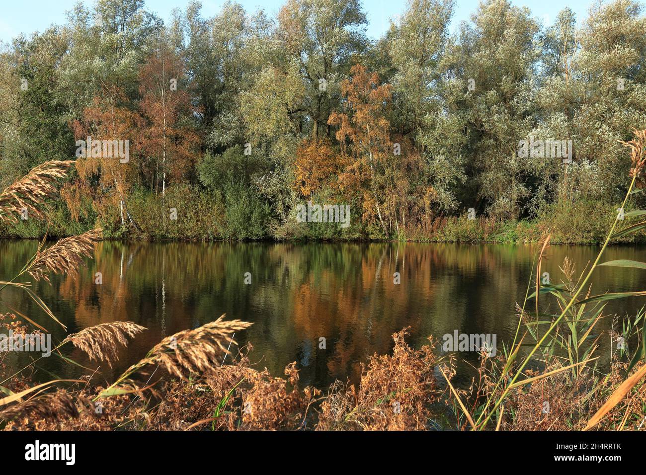 Willow swamp forest, Netherlands Stock Photo - Alamy
