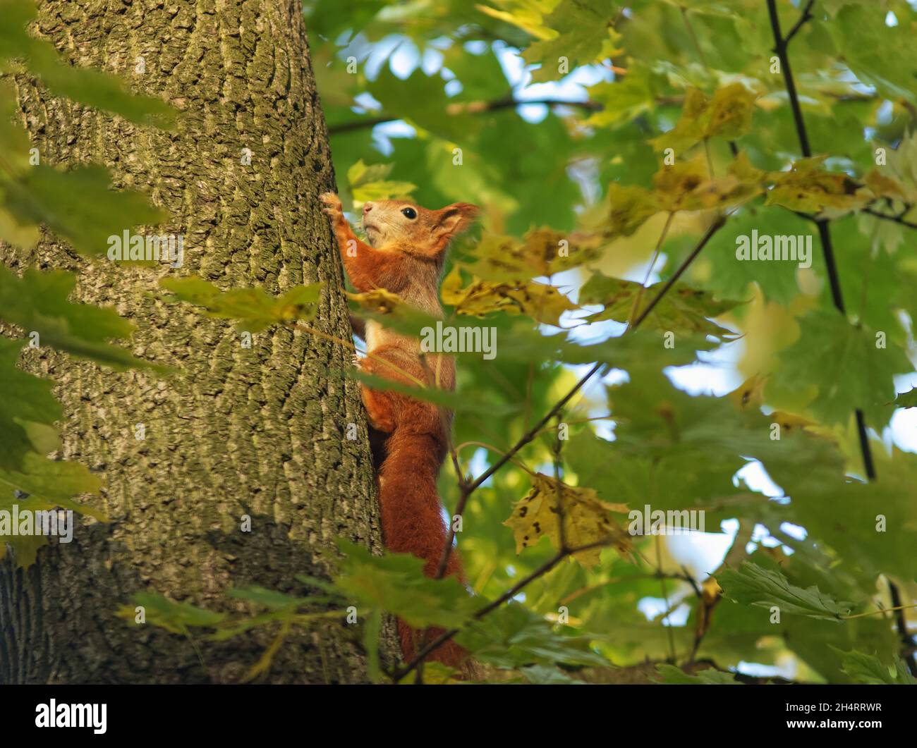 Red squirrel, Sciurus vulgaris climbing on the tree in the woods Stock ...