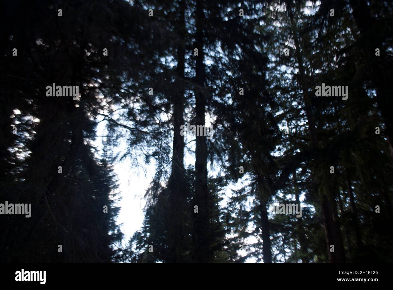 Trunks and branches of tall conifer trees at Cragside, Rothbury ...