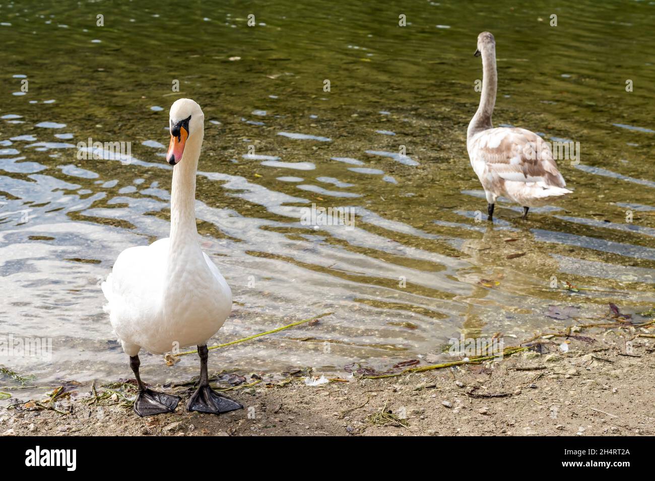 Swan calendar hi-res stock photography and images - Alamy