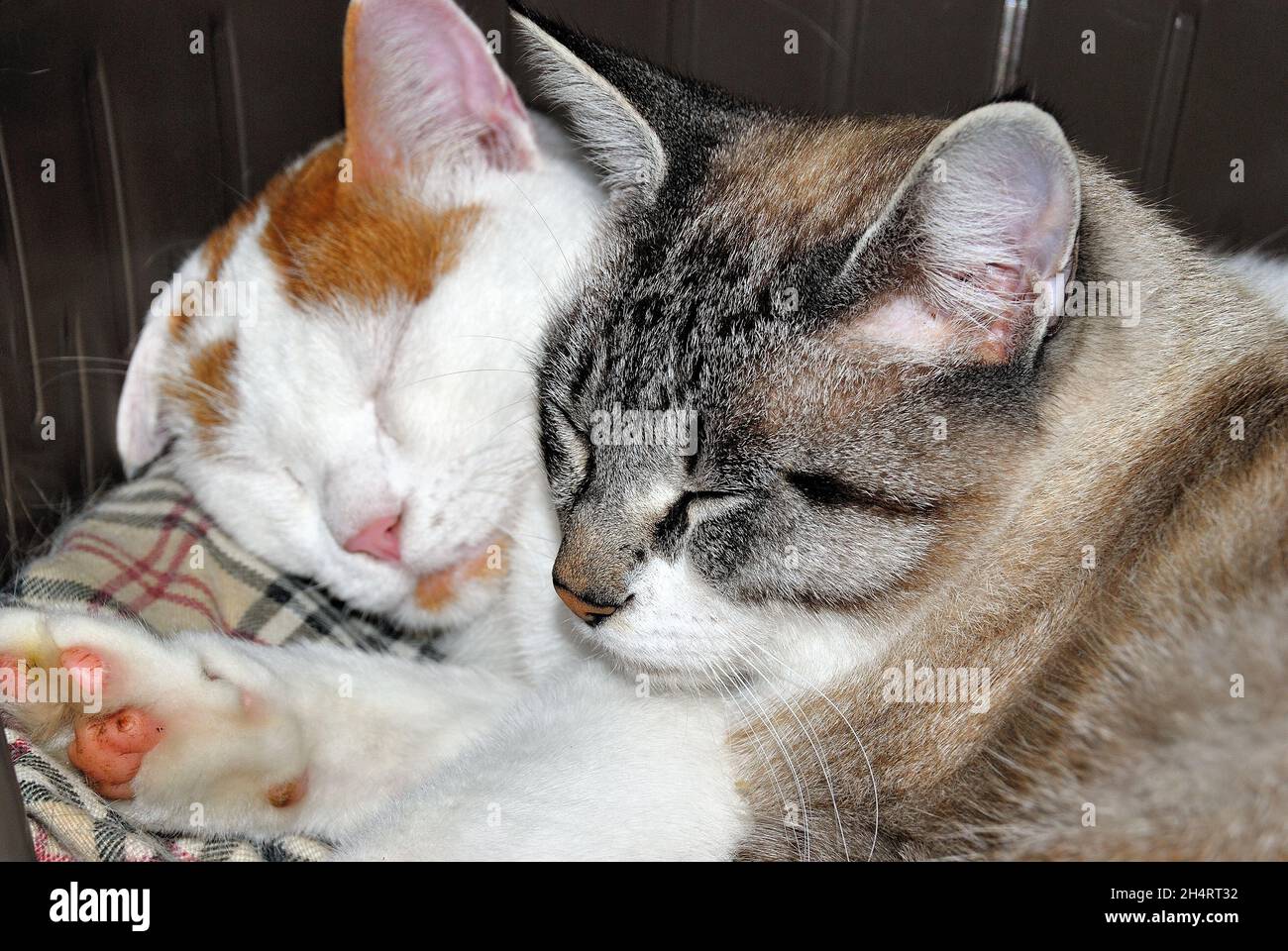 Two sleeping cats Stock Photo - Alamy