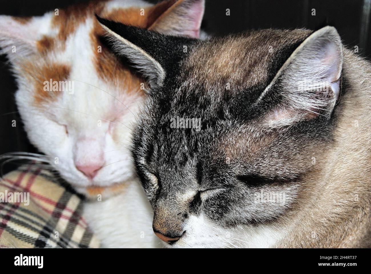 Cats cheek to cheek hi-res stock photography and images - Alamy