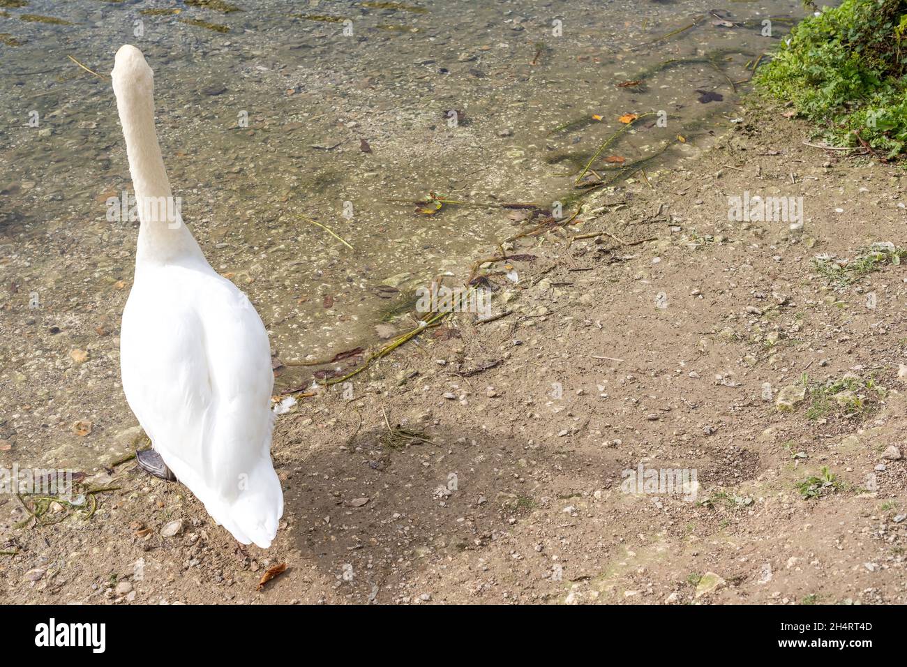 Swan stand shadow Stock Photo - Alamy