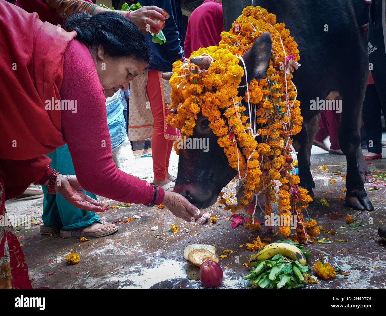 Kathmandu, Bagmati, Nepal. 4th Nov, 2021. A cow is worshiped during a ...