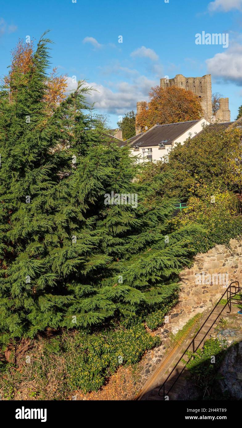 Kelso Abbey through the trees, Kelso, Scottish Borders, Scotland, UK ...