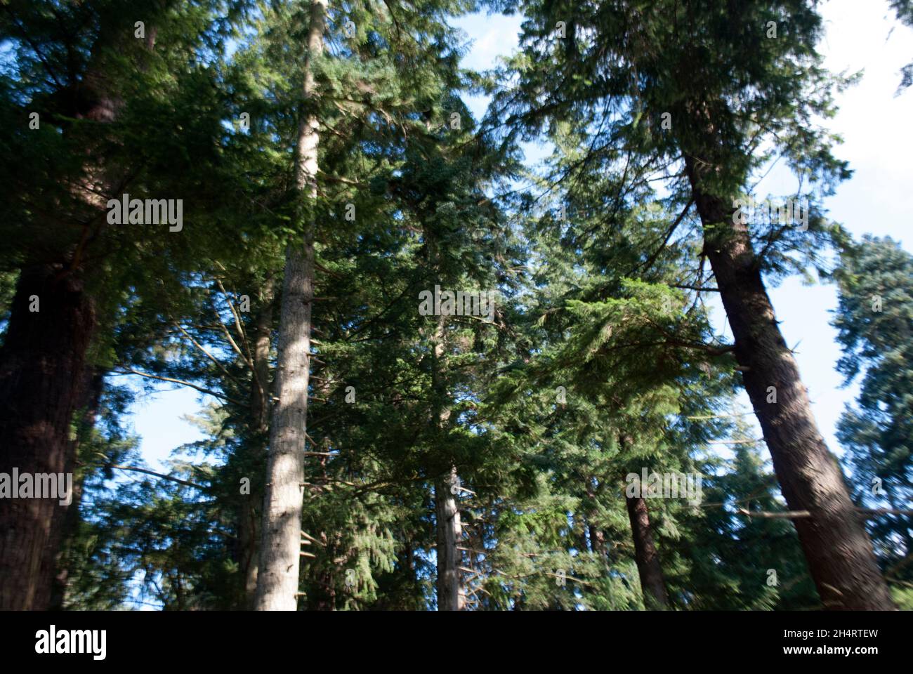 Trunks and branches of tall conifer trees at Cragside, Rothbury ...