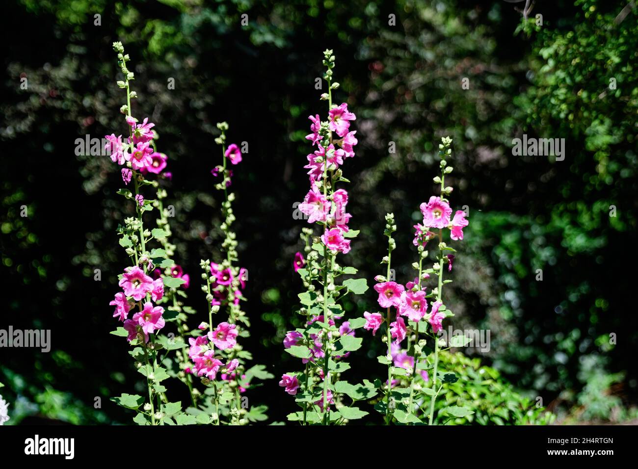 Many delicate pink magenta flowers of Althaea officinalis plant ...