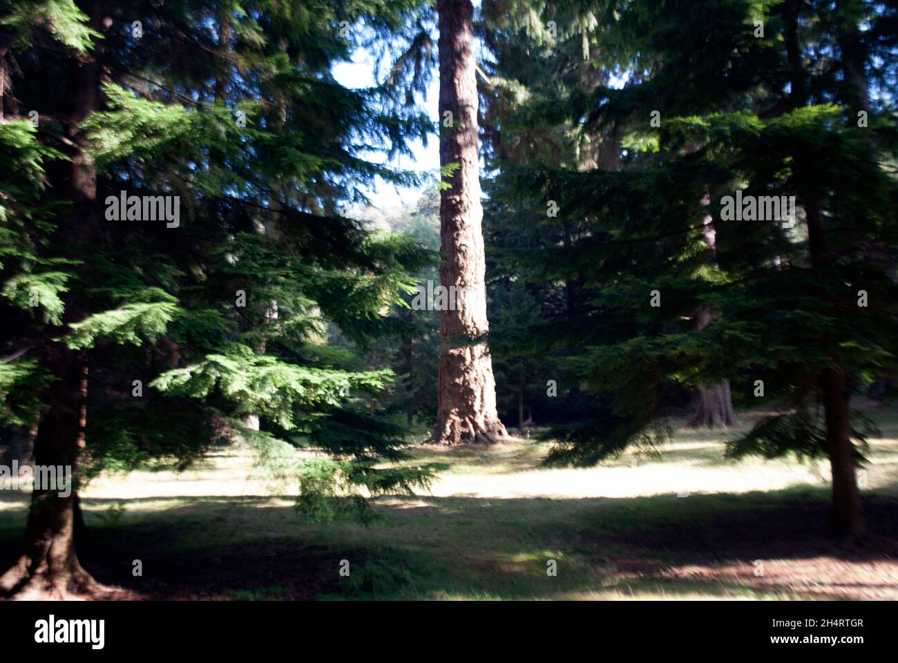 Trunks and branches of tall conifer trees at Cragside, Rothbury ...