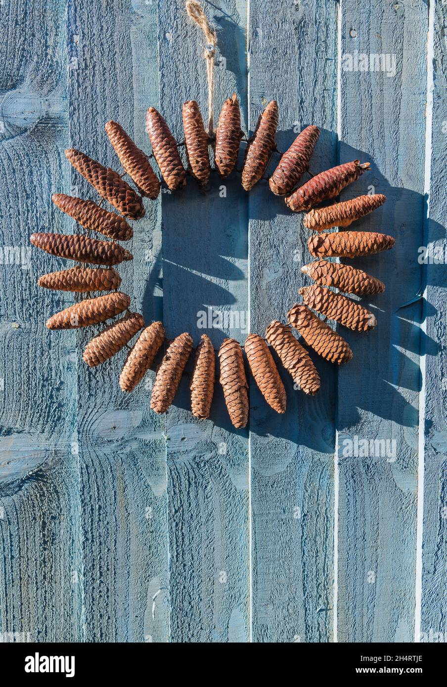 An autumnal ring of conifer cones set against pale blue rough sawn ...