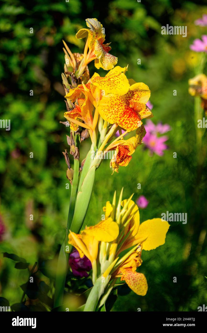 Vivid yellow and red flowers of Canna indica, commonly known as Indian ...