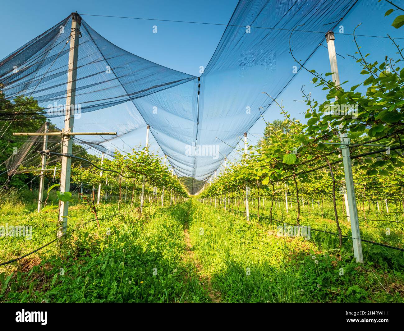 Netting vineyard winery fruit hi-res stock photography and images - Alamy
