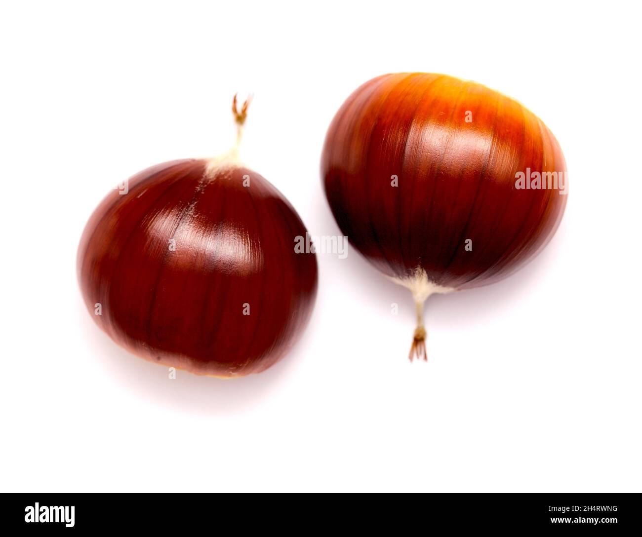 Flora of Gran Canaria - fruit of Castanea sativa, the sweet chestnut ...