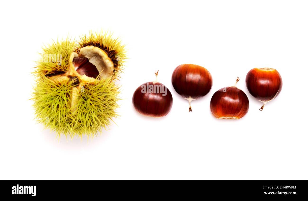 Flora of Gran Canaria - fruit of Castanea sativa, the sweet chestnut ...