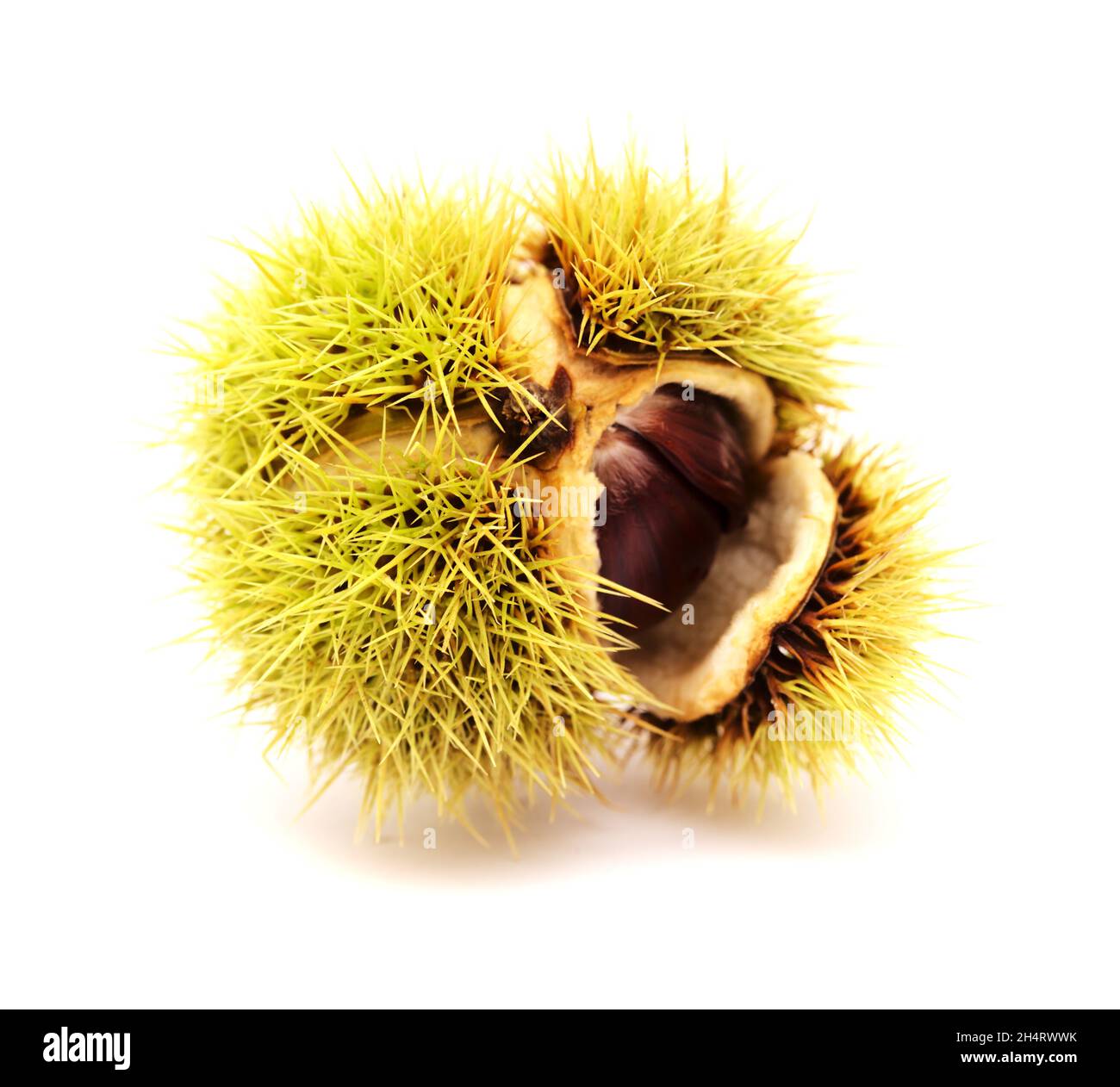 Flora of Gran Canaria - fruit of Castanea sativa, the sweet chestnut ...