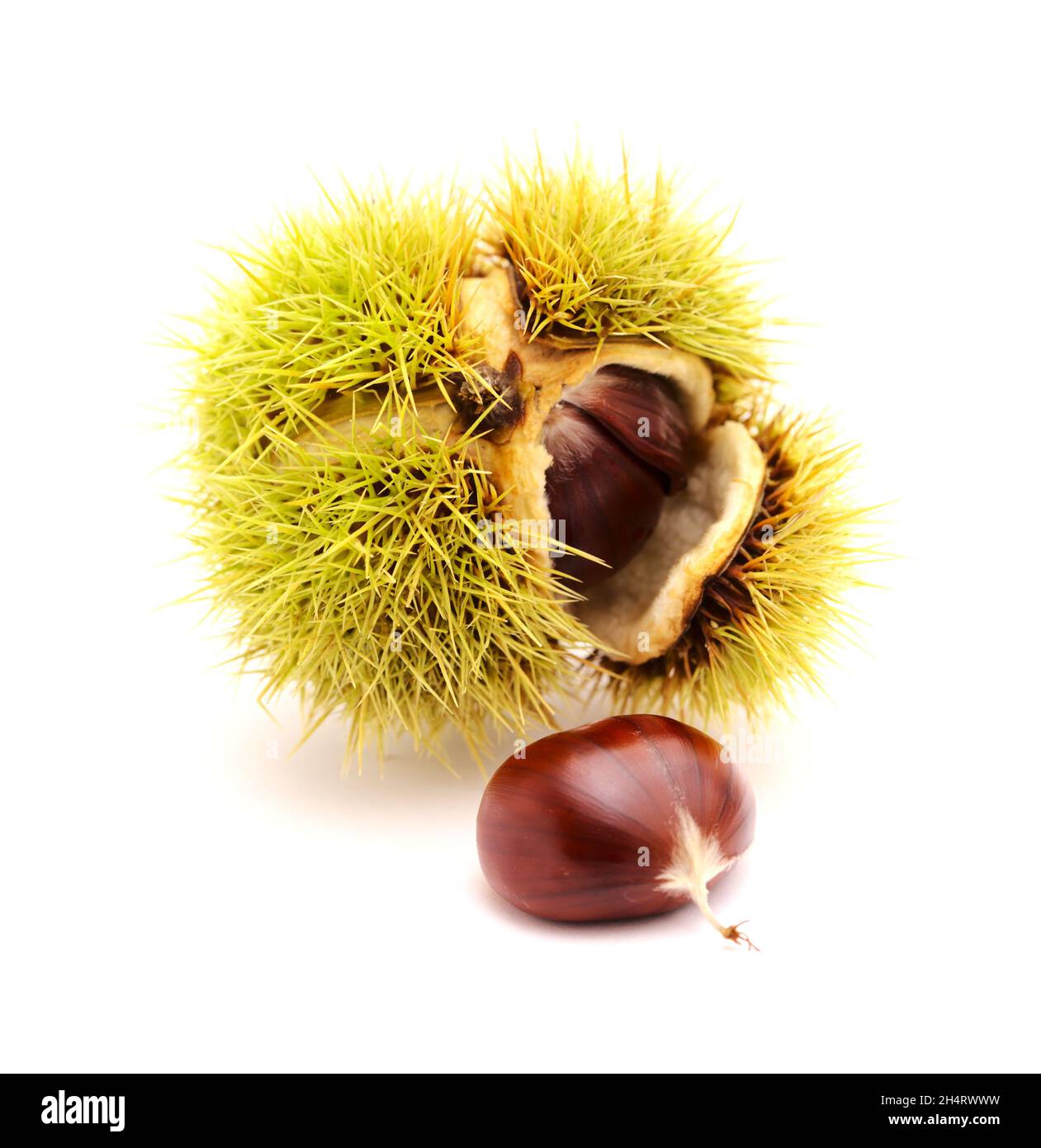 Flora of Gran Canaria - fruit of Castanea sativa, the sweet chestnut ...