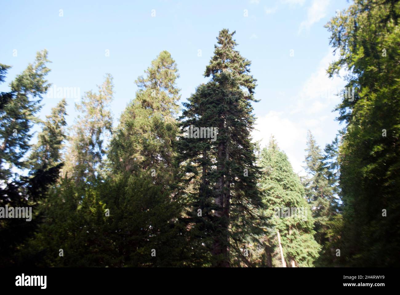 Trunks and branches of tall conifer trees at Cragside, Rothbury ...