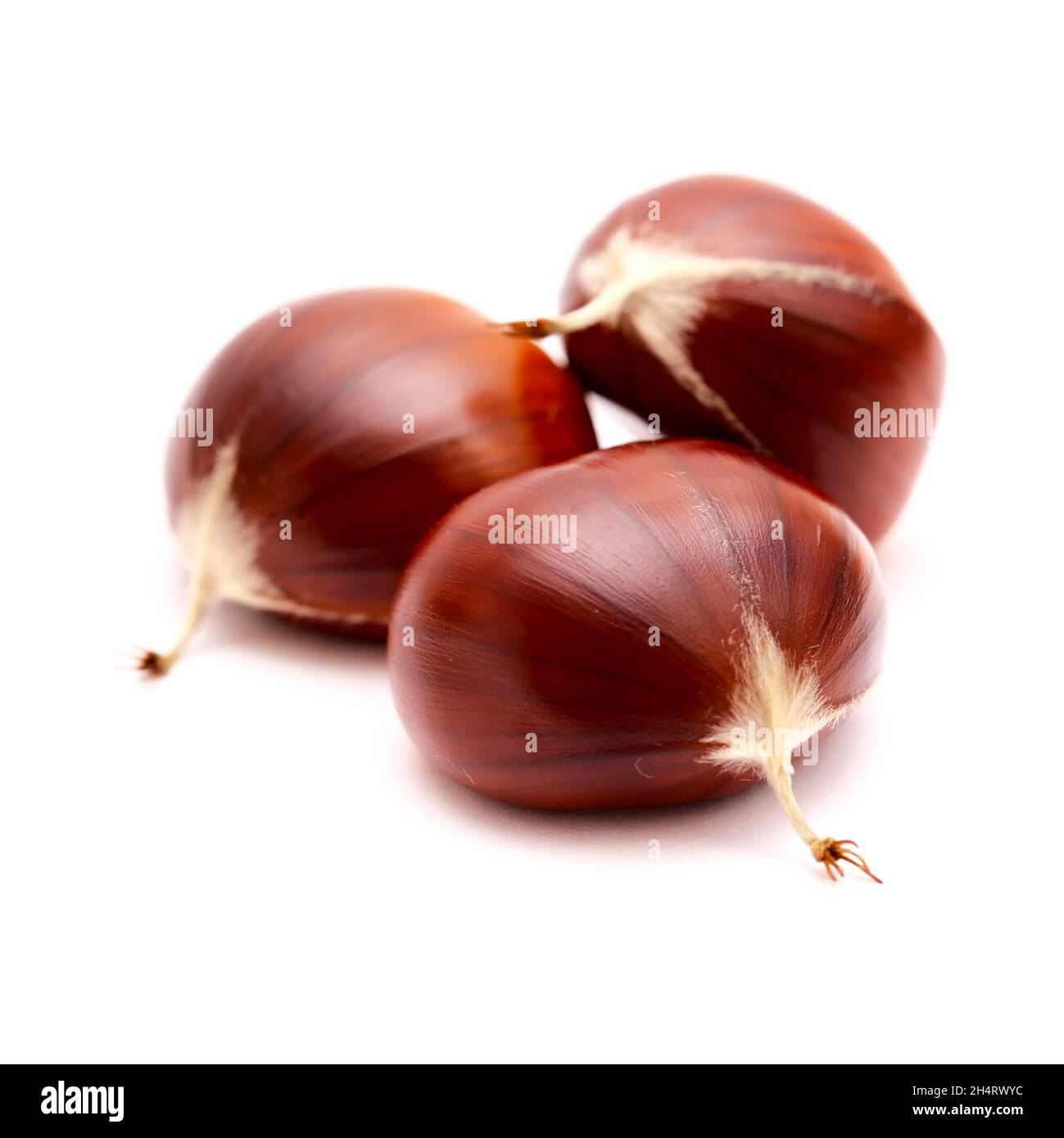Flora of Gran Canaria - fruit of Castanea sativa, the sweet chestnut ...