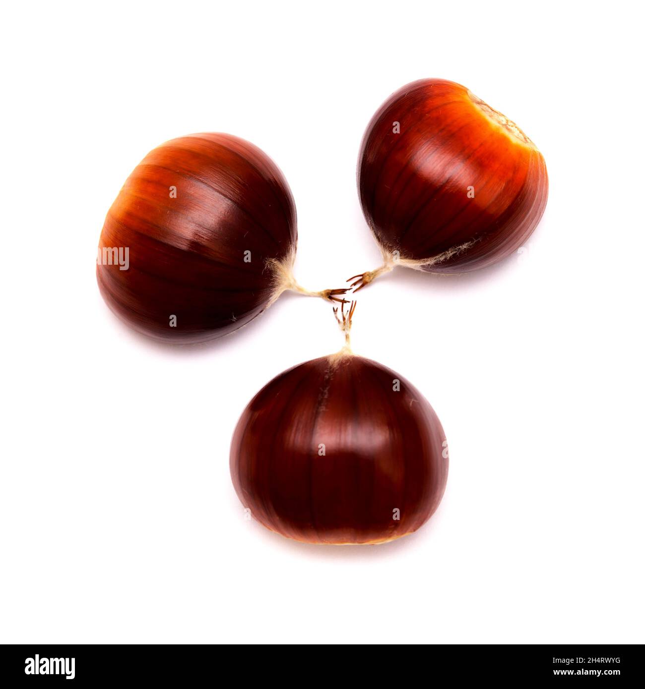 Flora of Gran Canaria - fruit of Castanea sativa, the sweet chestnut ...