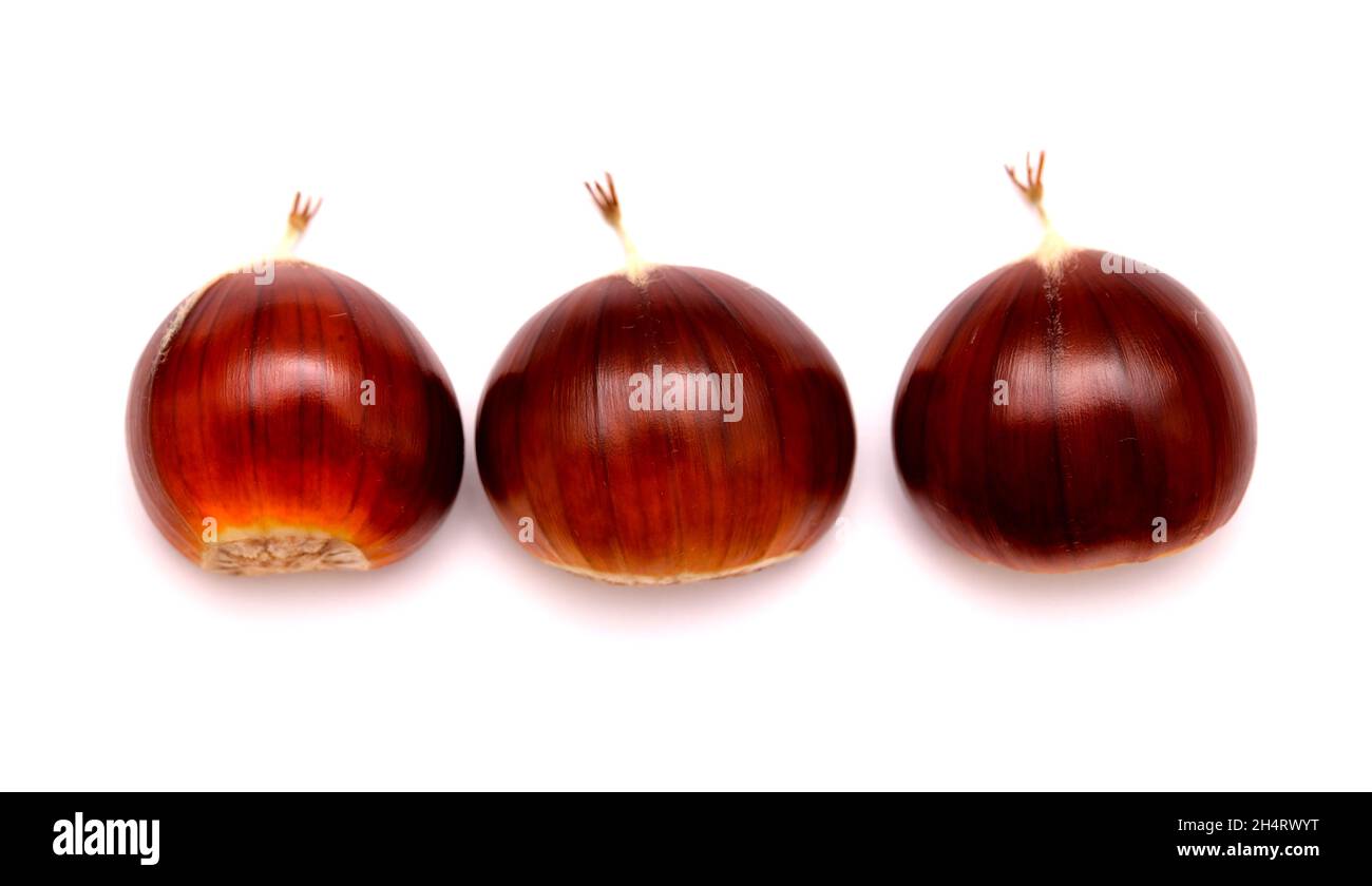 Flora of Gran Canaria - fruit of Castanea sativa, the sweet chestnut ...
