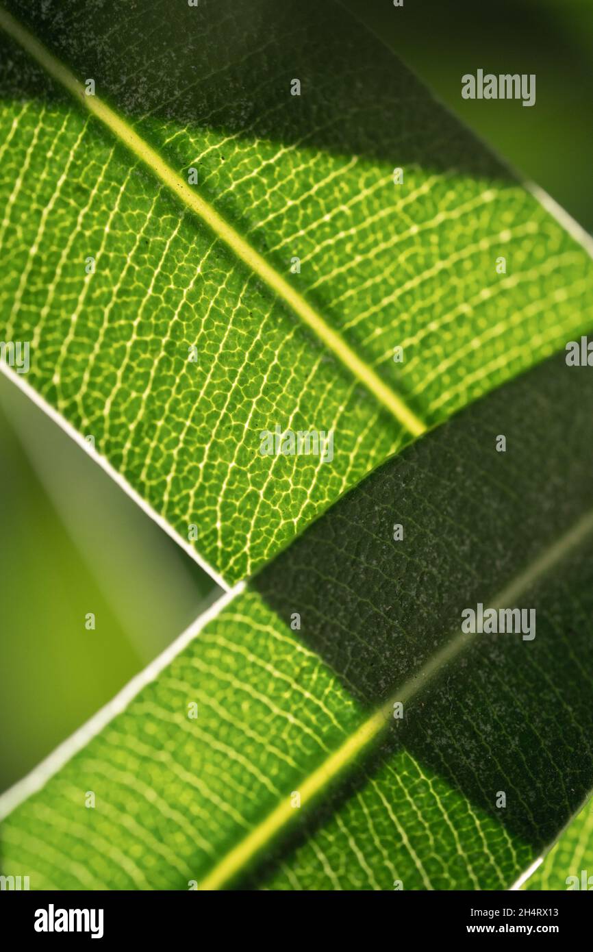 Vertical closeup shot of green leaves in the sunlight Stock Photo - Alamy